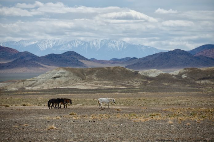 Almas: The Story of The Mongolian Bigfoot | Inquisitive Wonder